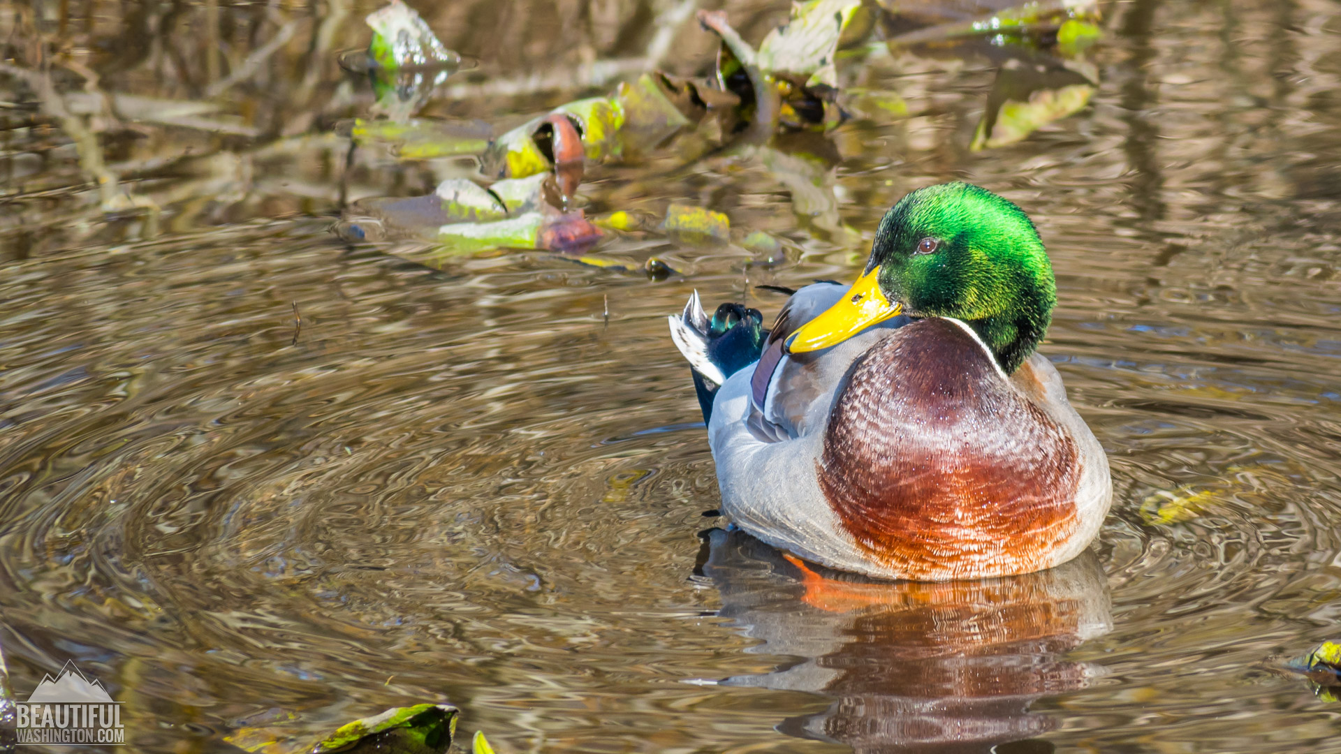 Mercer Slough Nature Park